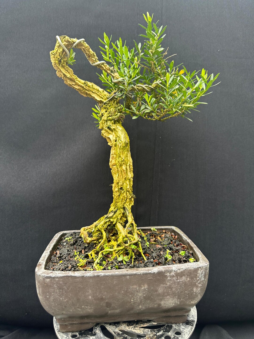 Real Tree. Bonsai Buxus Boxwood Harland. Boxus. Small Size - Etsy