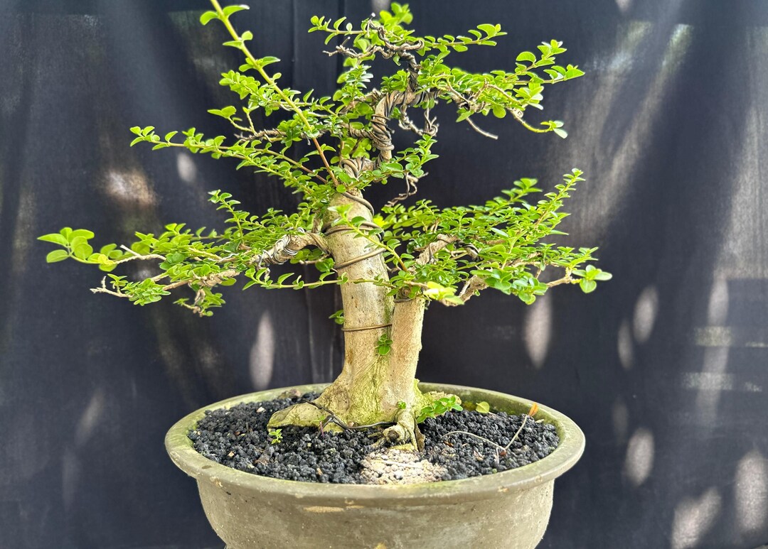Real Tree. Bonsai. Premna Microphylla - Etsy