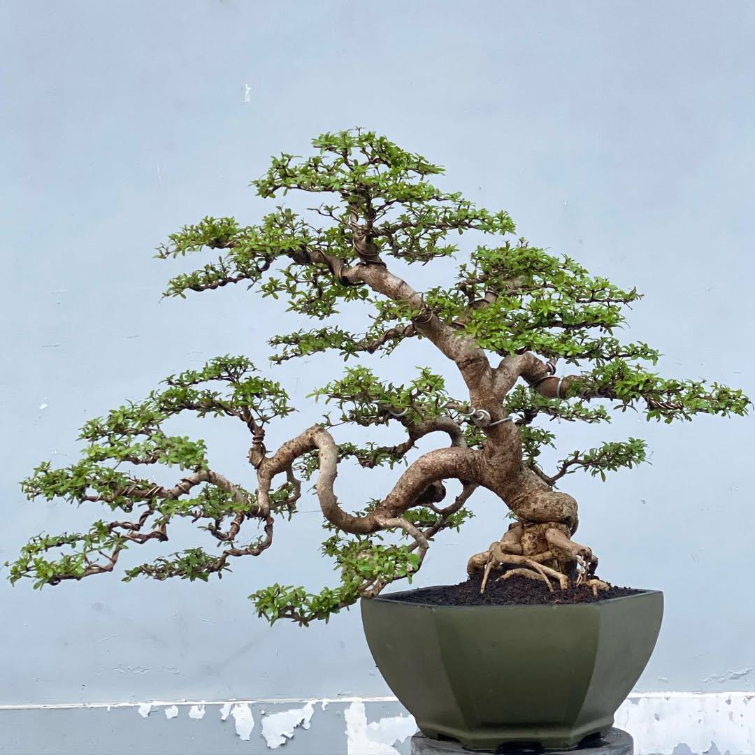 Real Picture _ Tree Bonsai _ Black Olive _ Bucida Spinosa _ Flowering ...