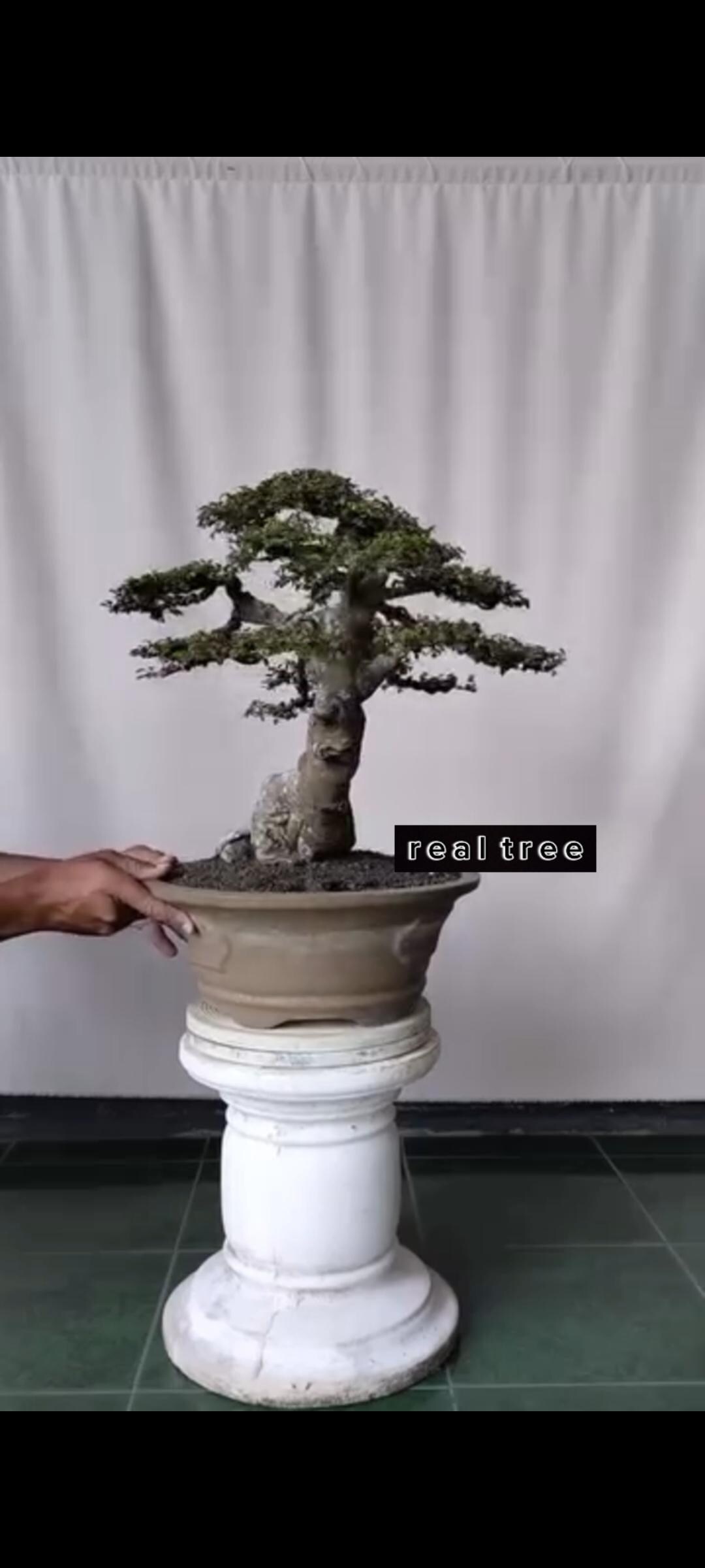 Real Tree. Bonsai Ulumus Campestris Var. Mikrofil Boiss. Medium Size - Etsy