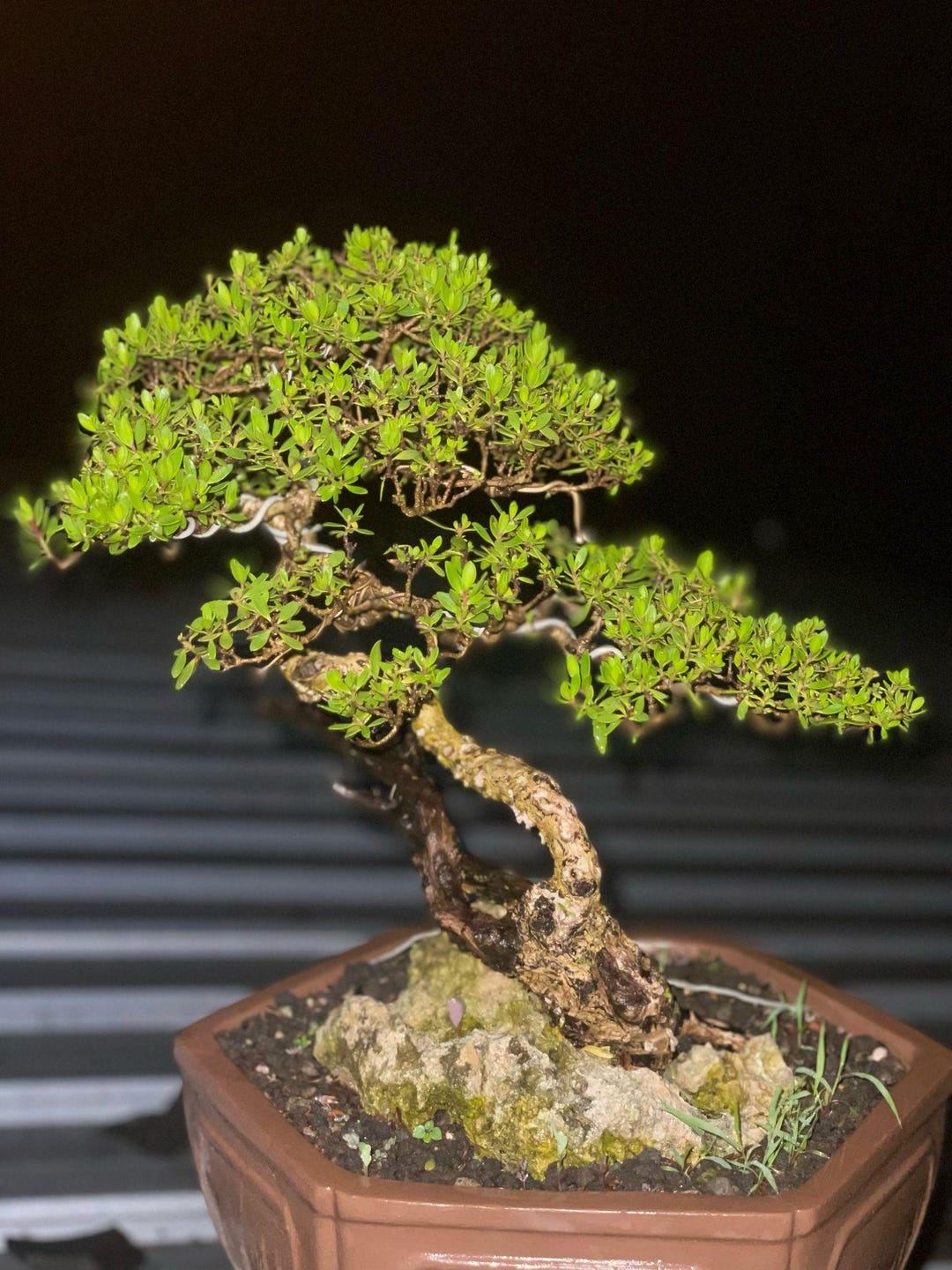 Real Picture. Tree Bonsai. Pemphis Acidula. Small Size - Etsy