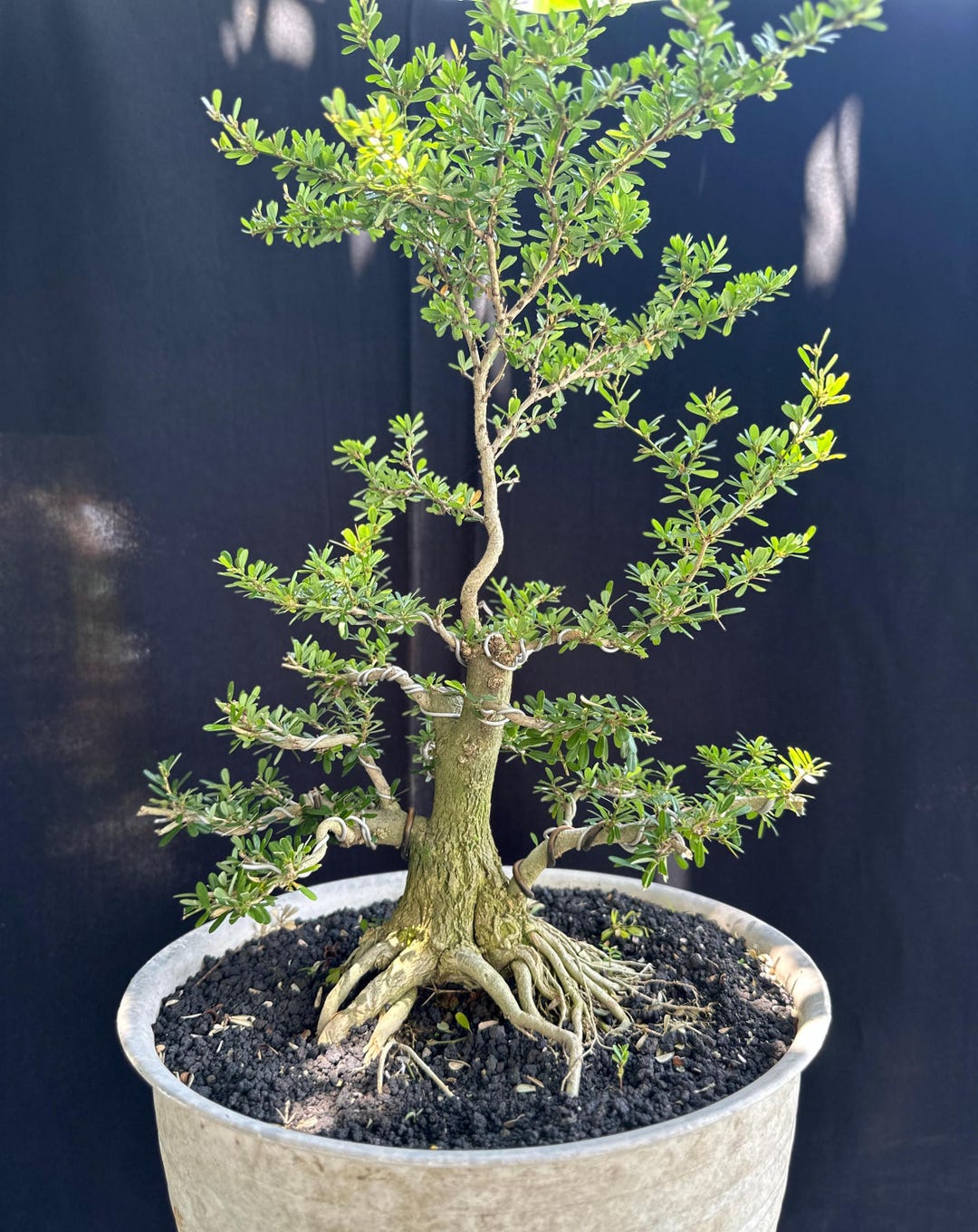 Real Tree. Bonsai. Vietnamese Blue Bell. Trifidacanthus. Fragrant ...