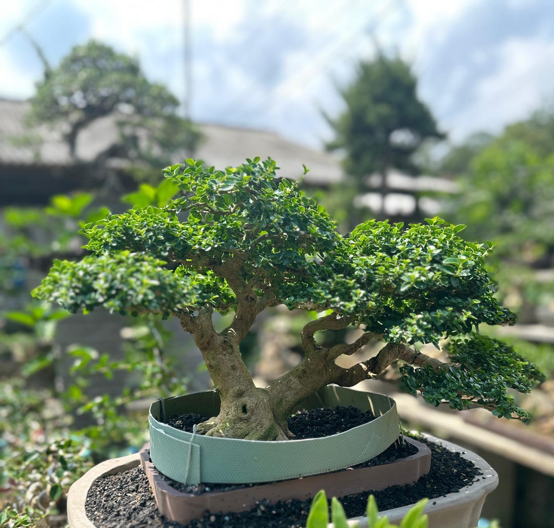 Real Pick_tree Bonsai_premna Microphilla_small Size - Etsy