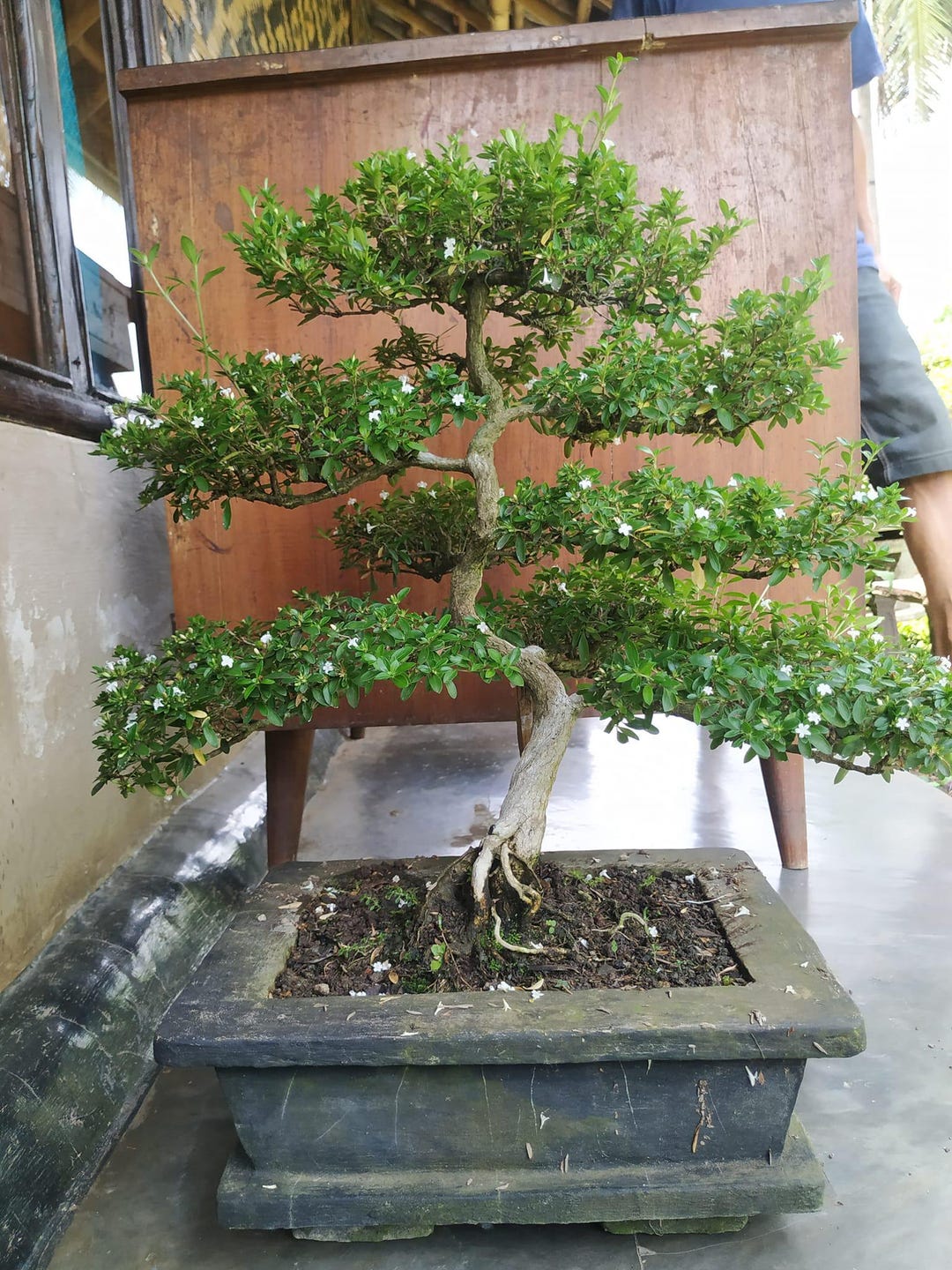Real Pict_tree Bonsai_serissa Japonica. Medium Size - Etsy