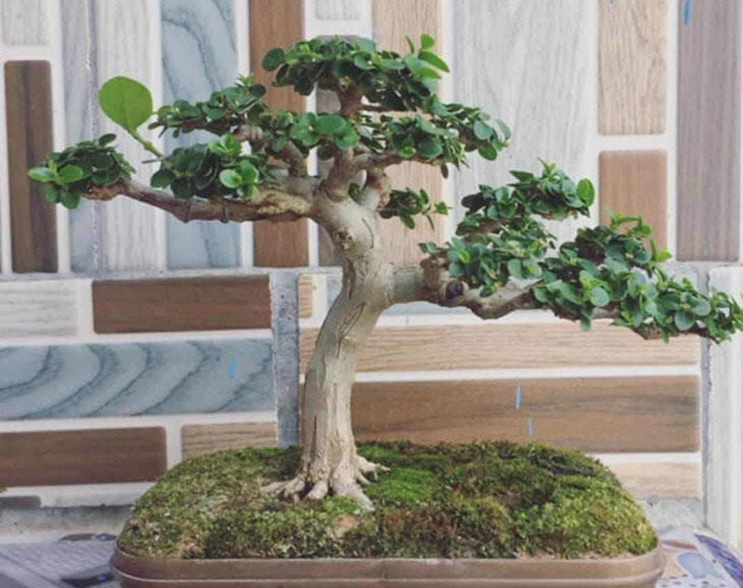 Real Picture_tree Bonsai_premna Microphyla_small Size - Etsy