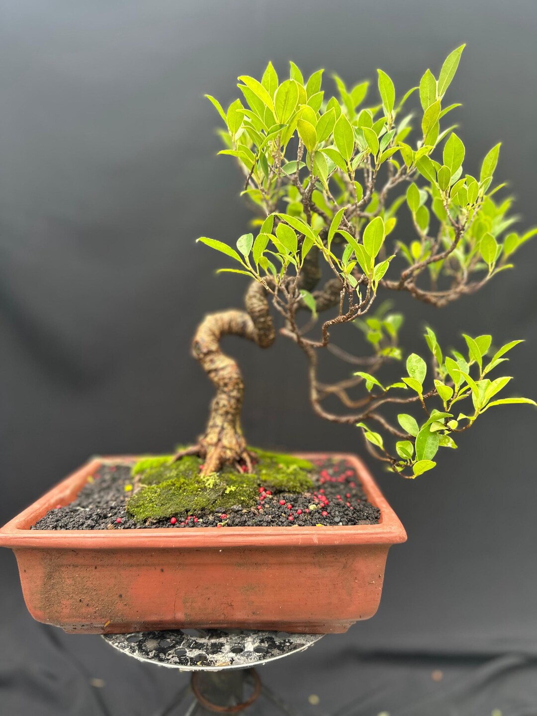 Real Tree. Ficus Microcarpa . Ficus Elegant. Small Size - Etsy
