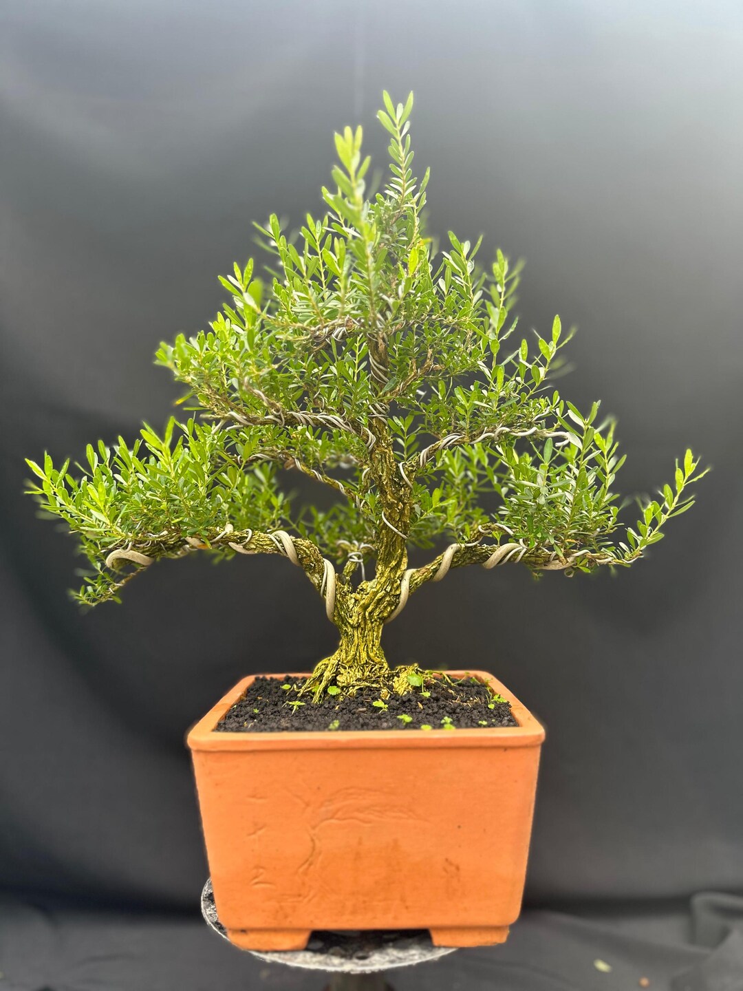 Real Tree. Bonsai Buxus Boxwood Harland. Boxus. Small Size - Etsy