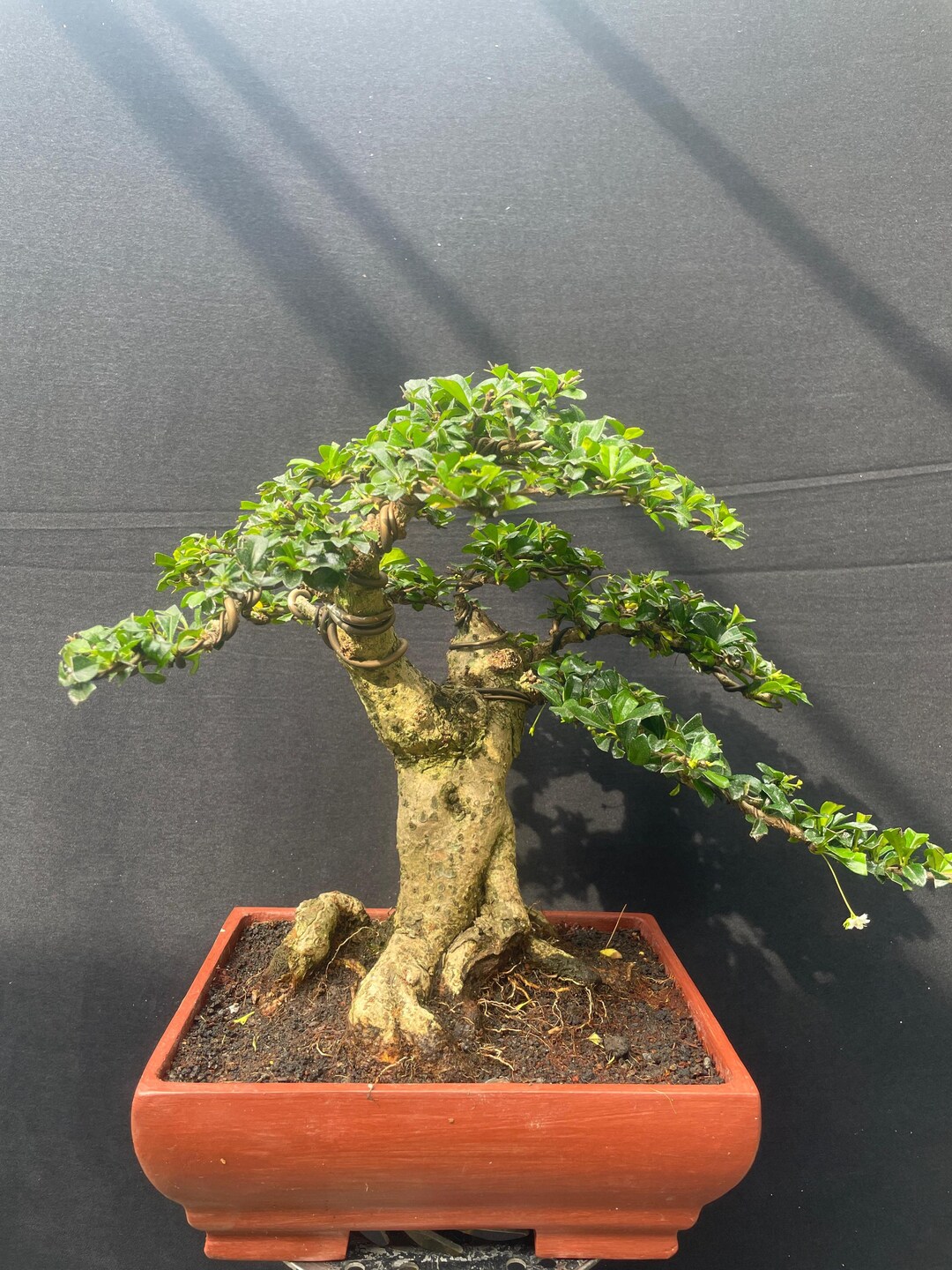 Ehretia Microphtlla# Real Picture # Tree Bonsai # Small Size - Etsy