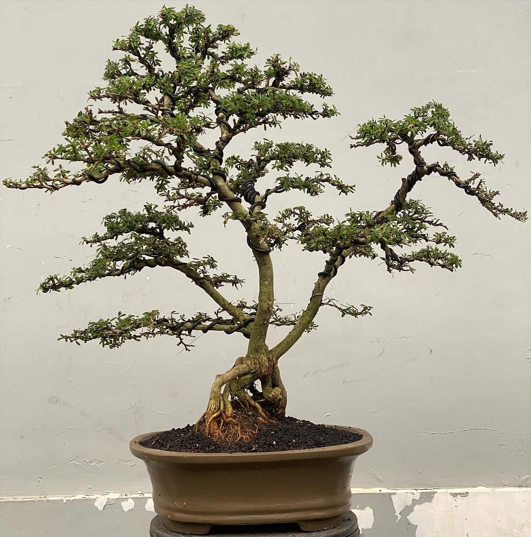 Real Tree. Bonsai. Desmodium Sp. Desmodium Triflorum. Medium Size - Etsy