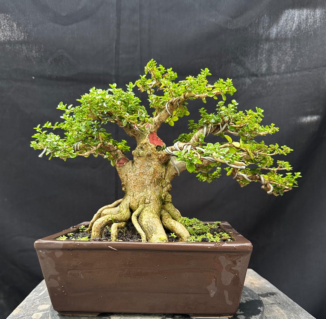 Real Pick_tree Bonsai_premna Microphilla_small Size - Etsy