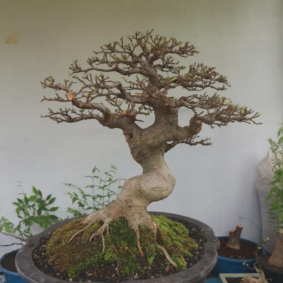 Real Tree. Bonsai Ficus Glomerata.medium Size - Etsy