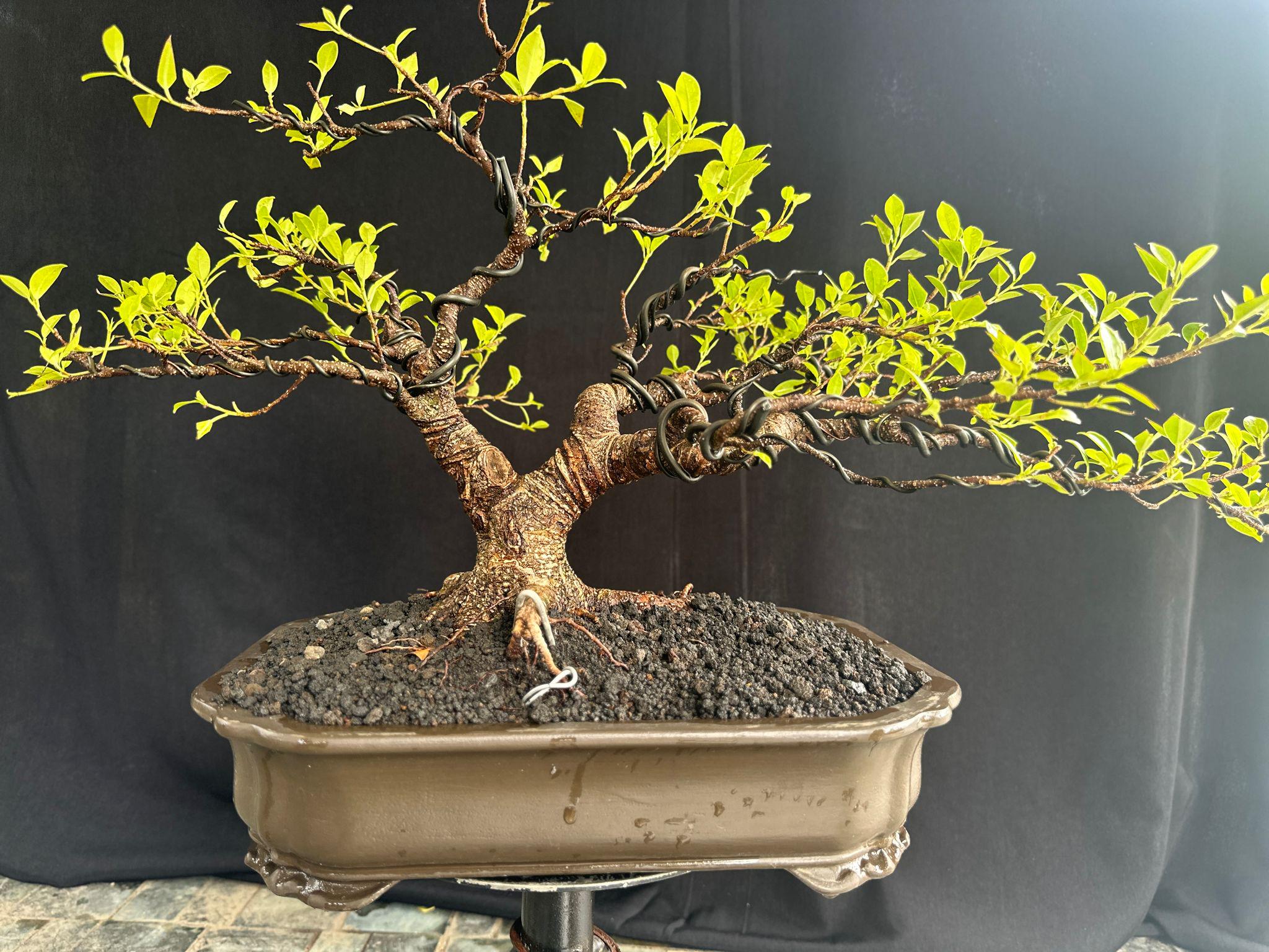 Real Tree. Bonsai Ficus Micro Carpha - Etsy