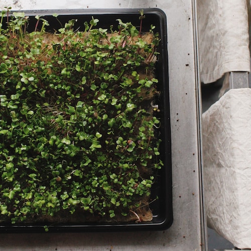 BIG Microgreen Growing Kit Universe in a BOX Four Micro | Etsy