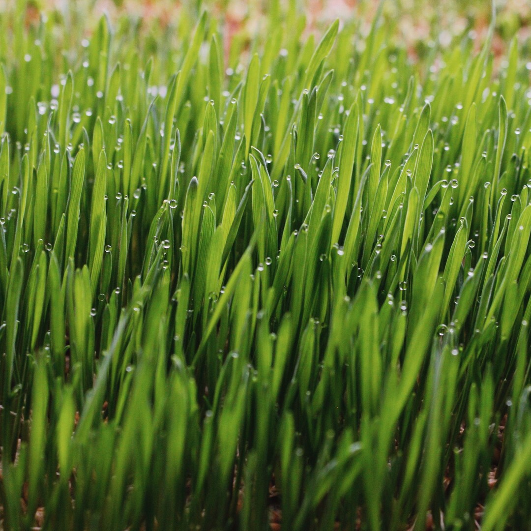 Wheatgrass Grow Kit Grow Your Own Wheatgrass Superfood in Your Home or ...