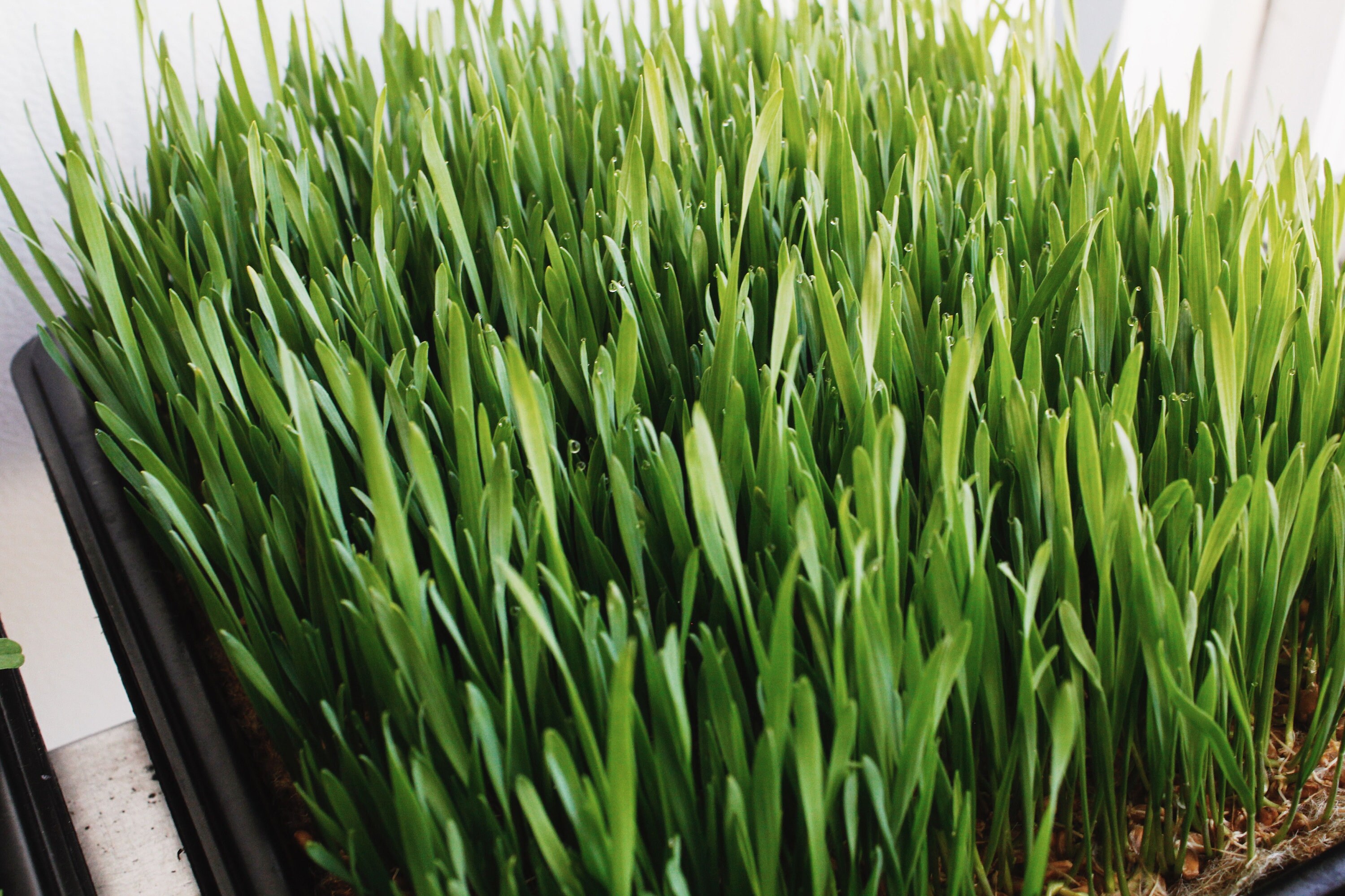 Wheatgrass Grow Kit Grow Your Own Wheatgrass Superfood in Your Home or ...