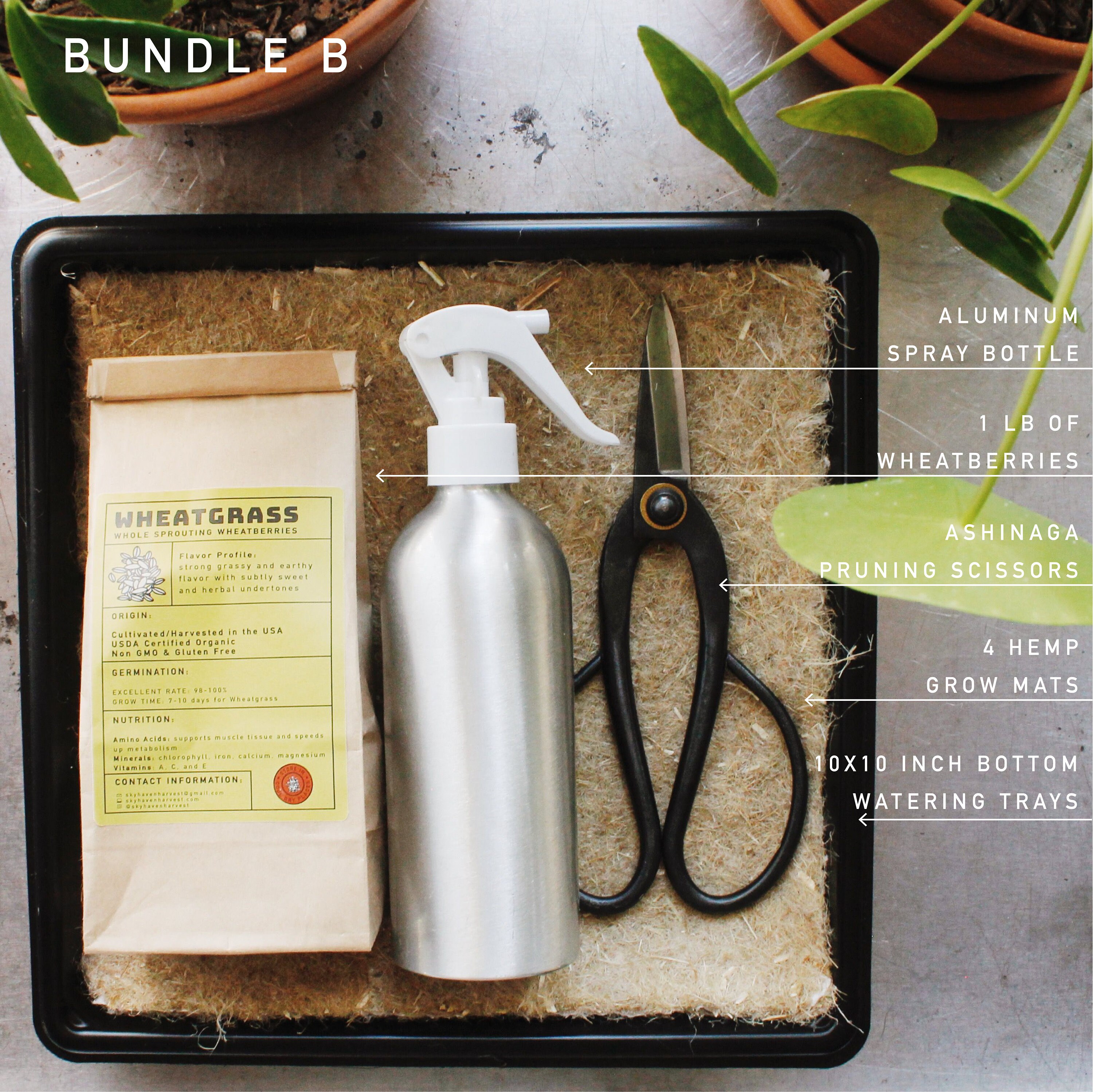 Wheatgrass Grow Kit Grow Your Own Wheatgrass Superfood in Your Home or ...