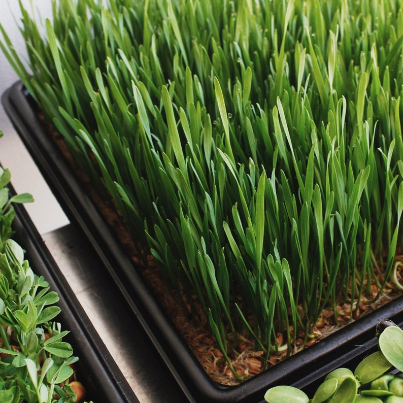 Wheatgrass Grow Kit Grow Your Own Wheatgrass Superfood in Your Home or ...