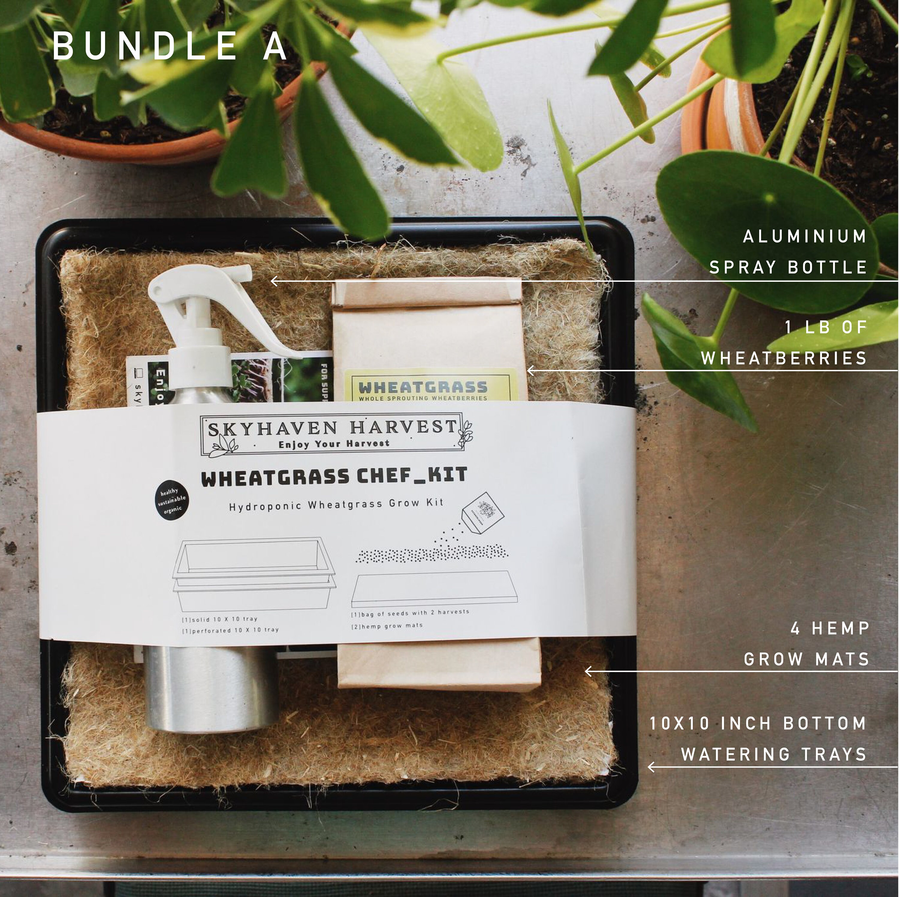 Wheatgrass Grow Kit Grow Your Own Wheatgrass Superfood in Your Home or ...