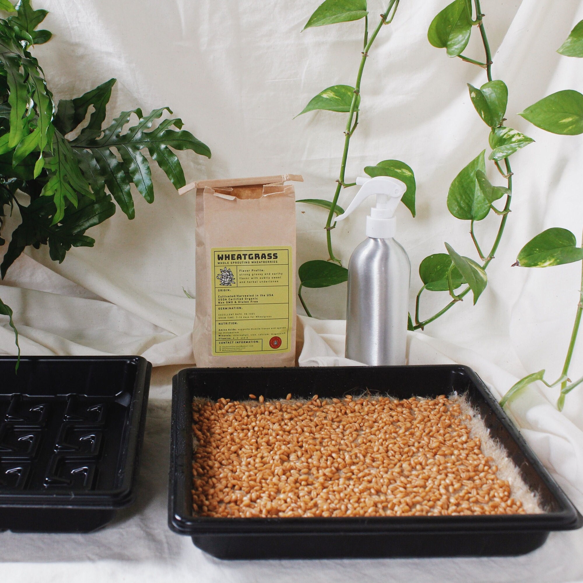 Wheatgrass Grow Kit Grow Your Own Wheatgrass Superfood in Your Home or ...