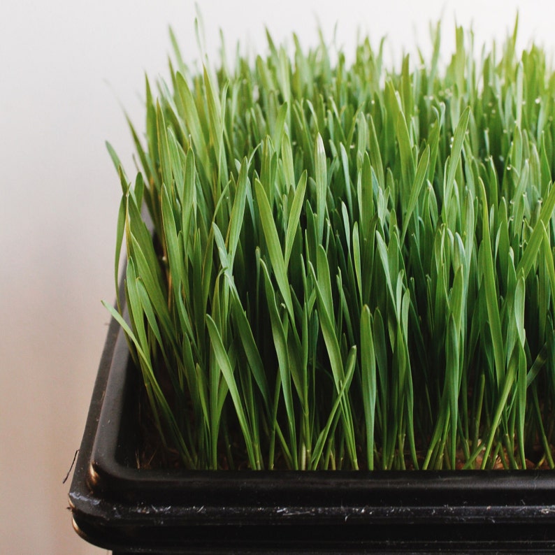 Wheatgrass Grow Kit Grow Your Own Wheatgrass Superfood in Your Home or ...
