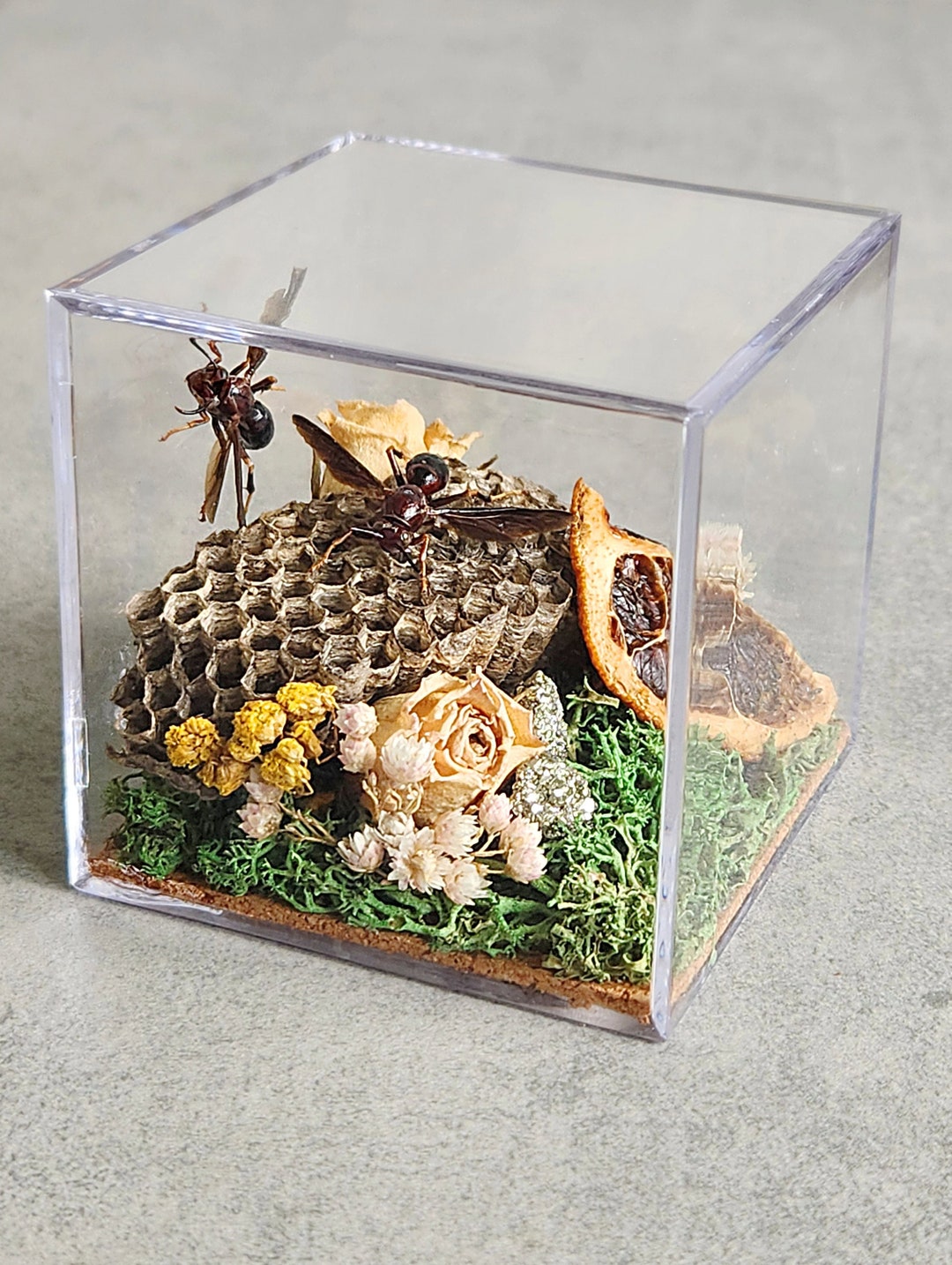 Mini Wasp Terrarium, Insect Display, Oddity Display, Curiosities ...