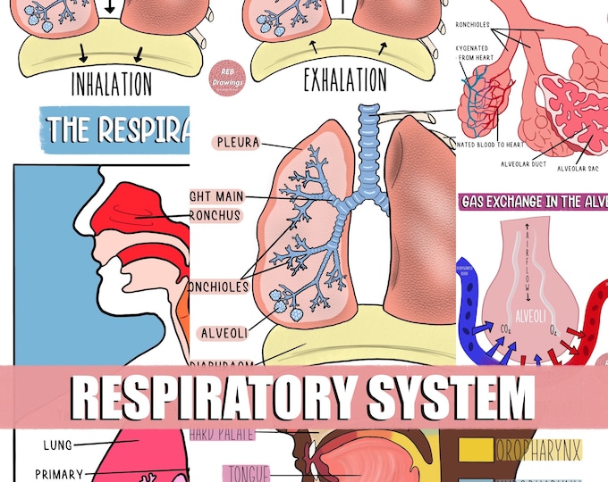 Respiratory System Drawings - Etsy