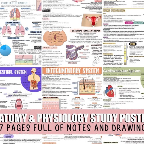 Microbiology Lab Study Guide Microbiology Notes Bundle | Etsy