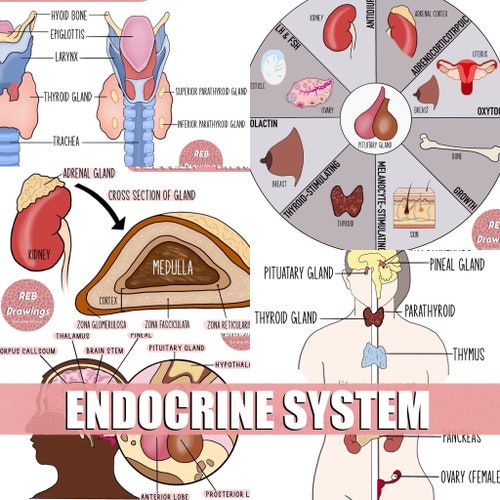 Endocrine System Study Guide Nursing Study Notes Digital - Etsy