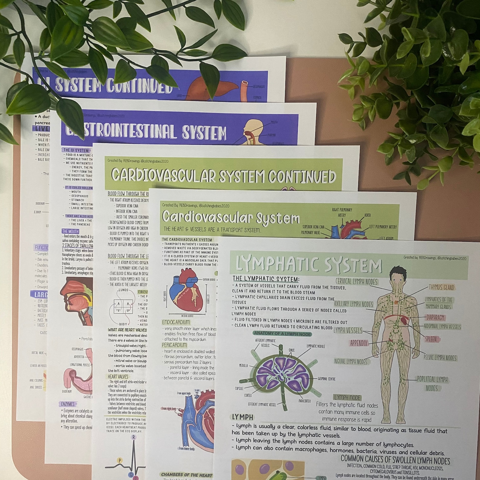 27 Anatomy and Physiology Revision Posters - Etsy