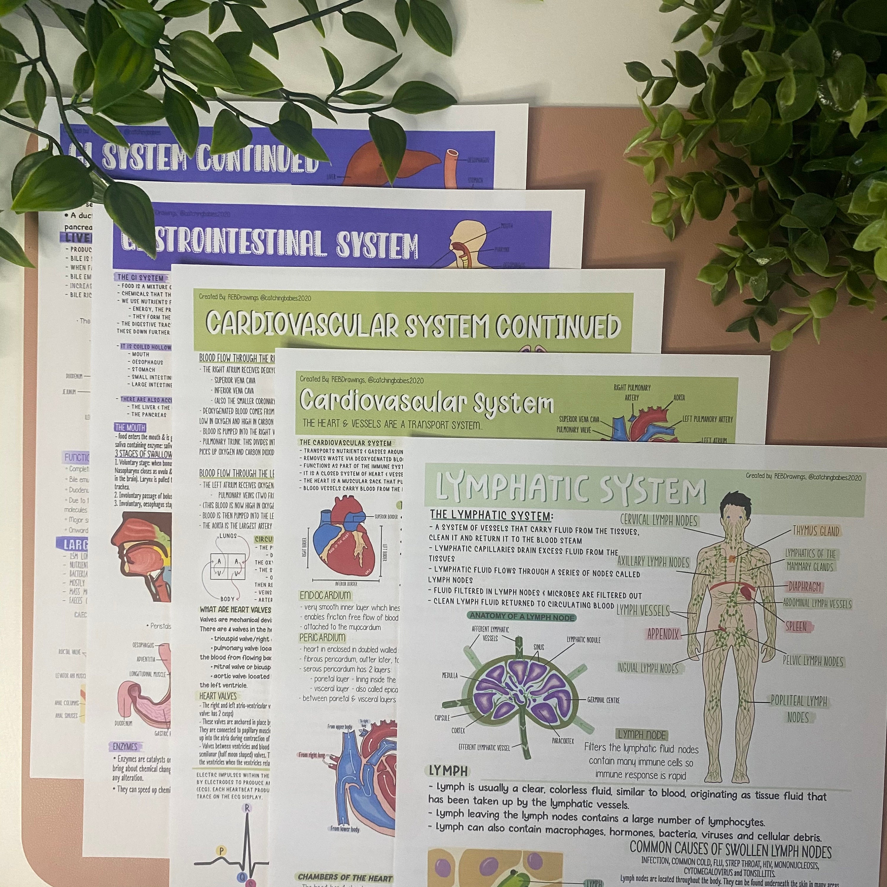 27 Anatomy and Physiology Revision Posters - Etsy