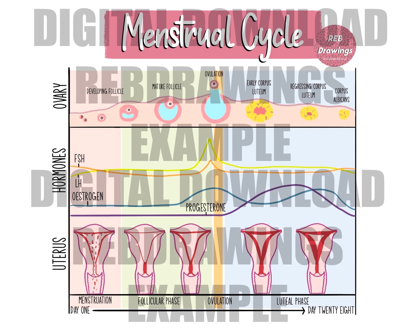 The Ovary & Ovulation Drawings - Etsy