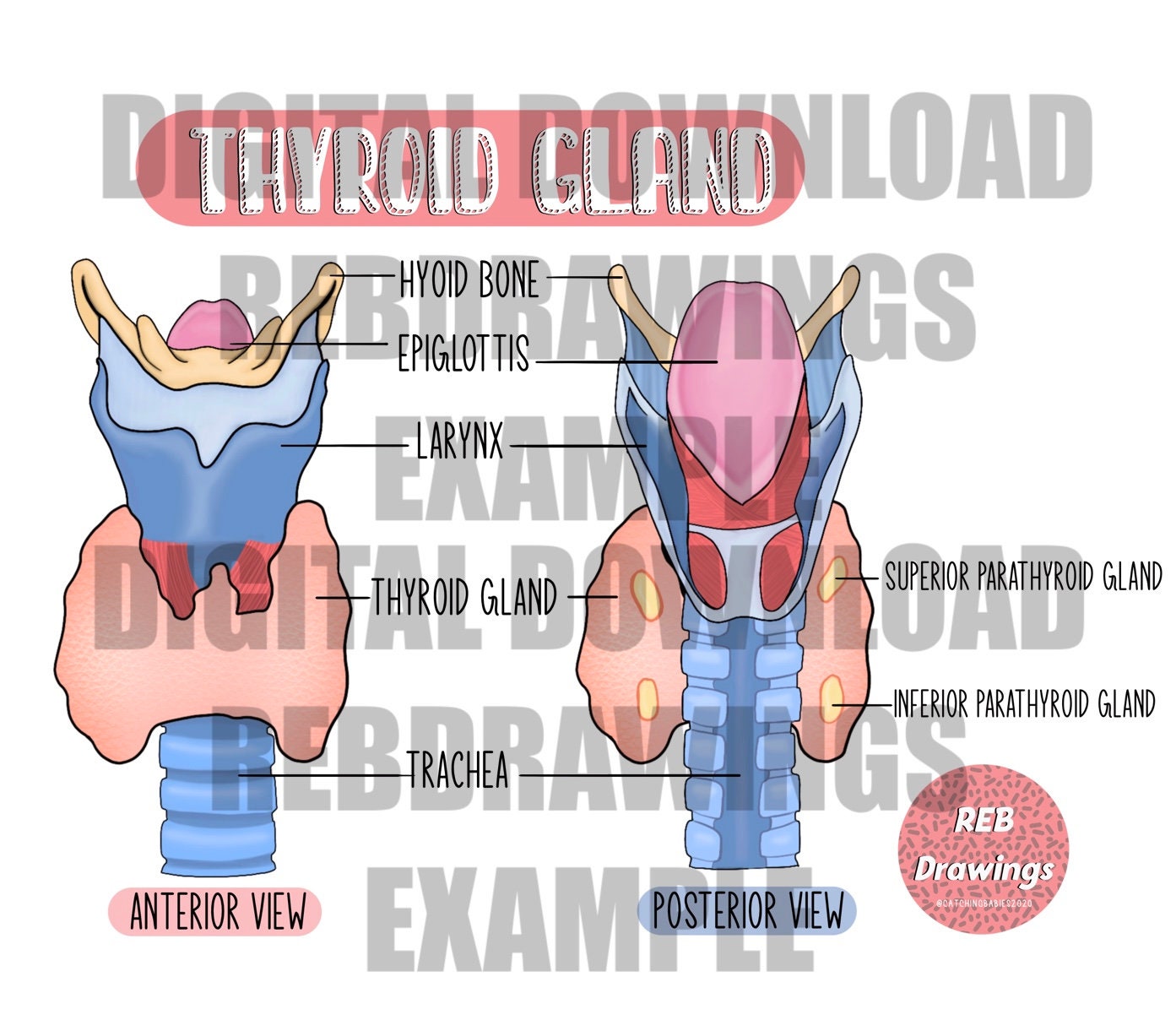 Endocrine System Drawing How to Draw human Body endocrine system ...