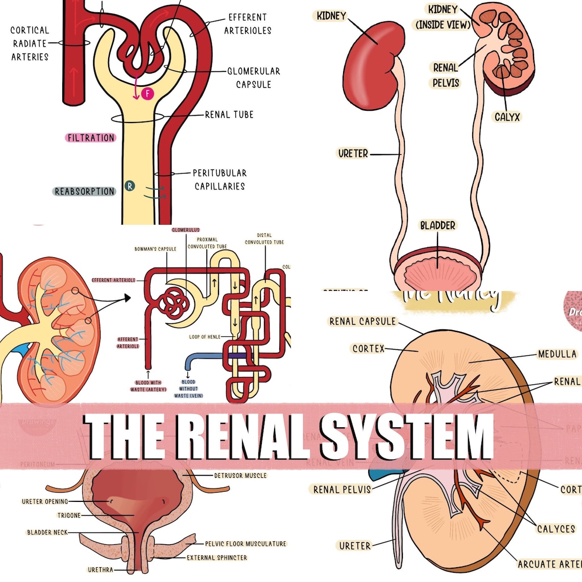 The Renal System Anatomy Drawings - Etsy