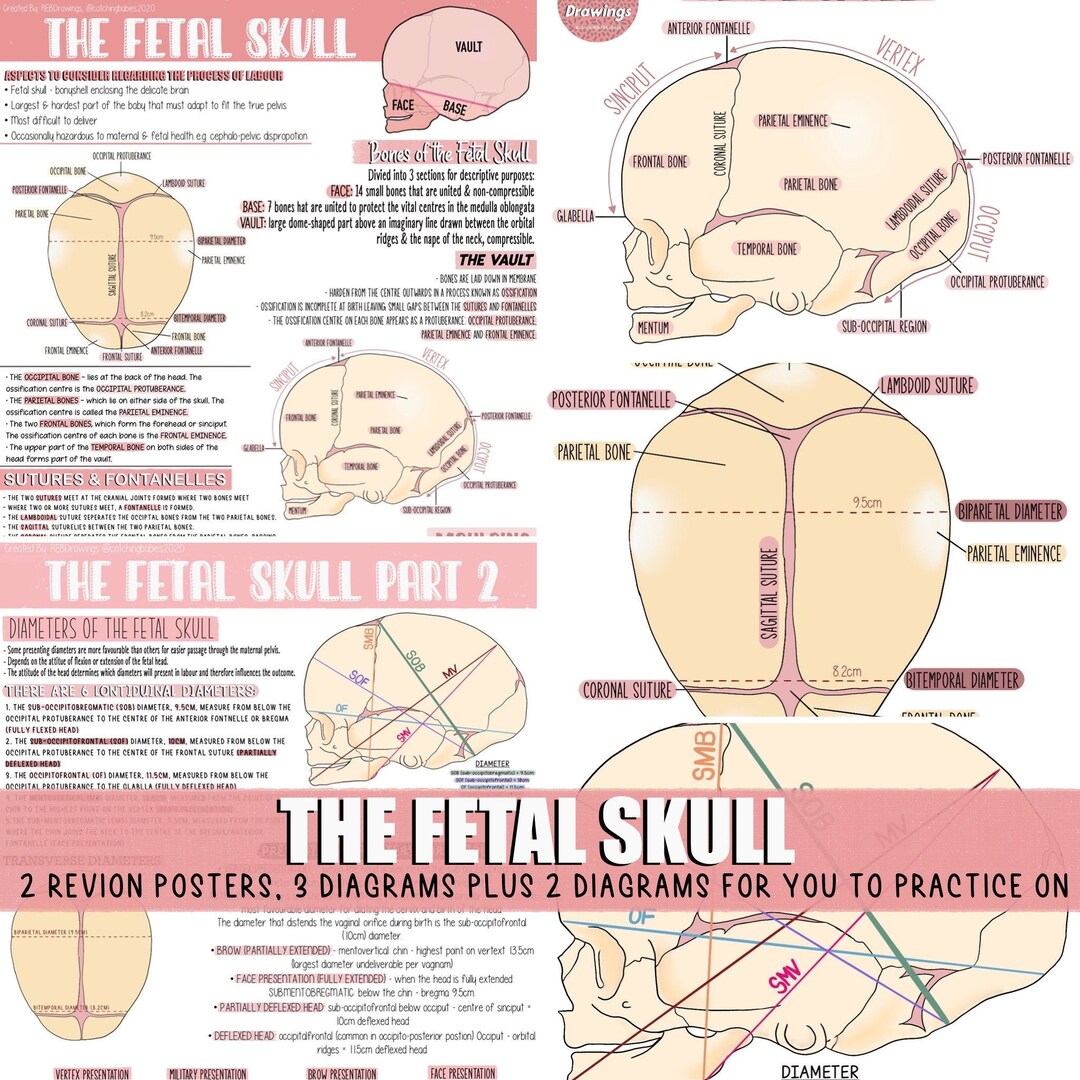 Vertex In Fetal Skull Lupon gov ph Vertex In Fetal Skull Lupon gov ph