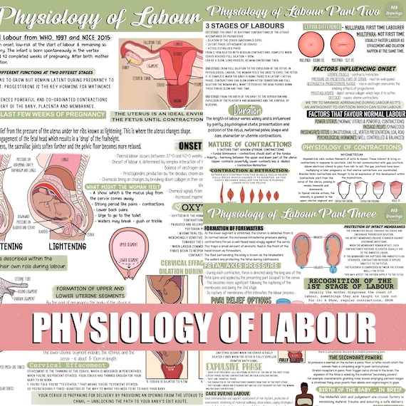 Physiology of Labour Notes | Etsy