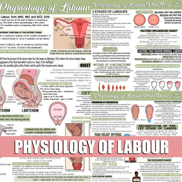 Anatomy of Labour - Etsy
