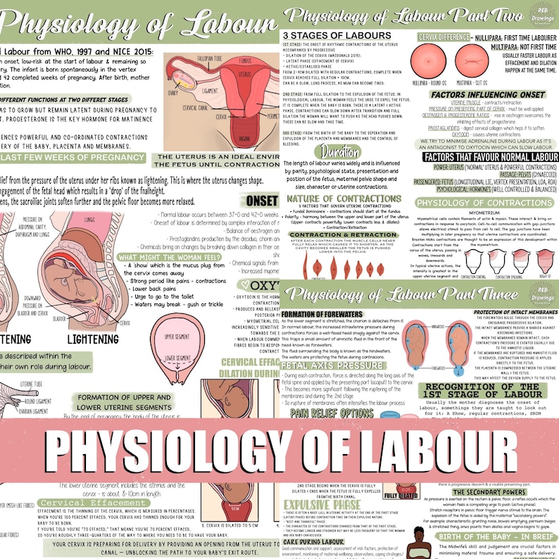 Physiology of Labour Notes - Etsy