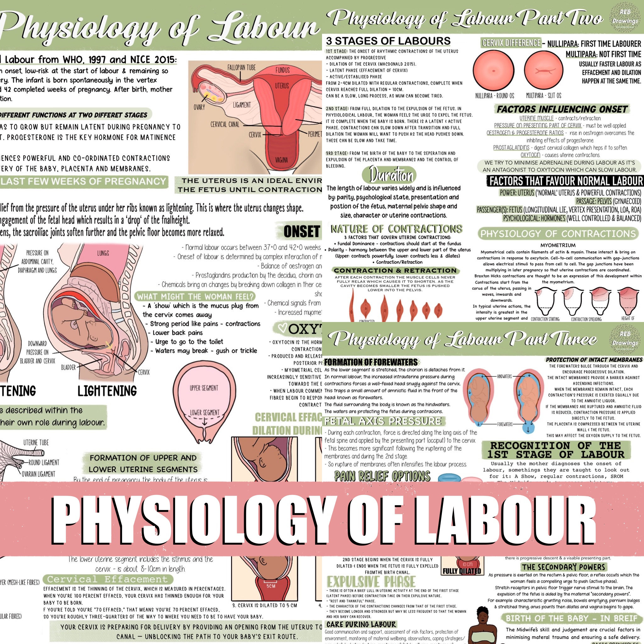 Physiology of Labour Notes - Etsy UK