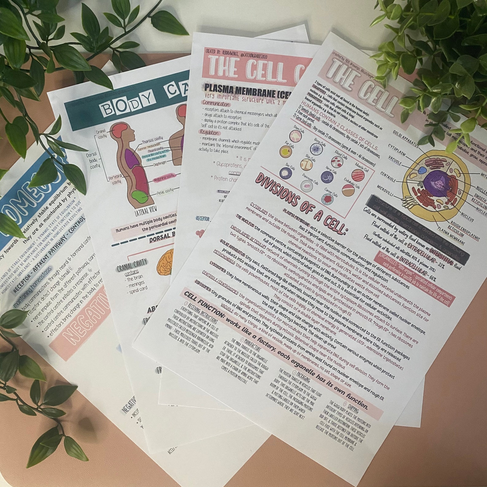 27 Anatomy and Physiology Revision Posters - Etsy