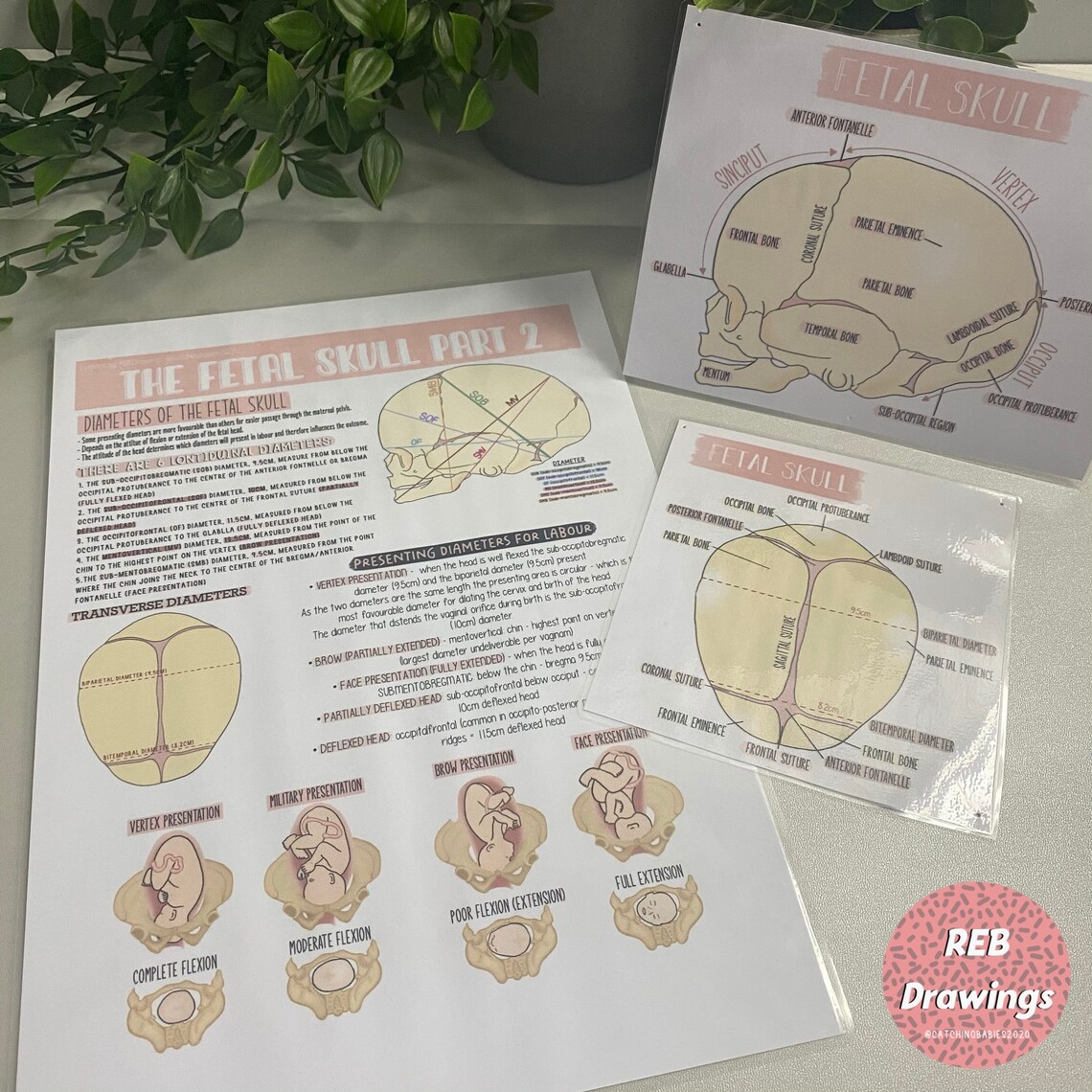 The Fetal Skull Poster and Drawings - Etsy
