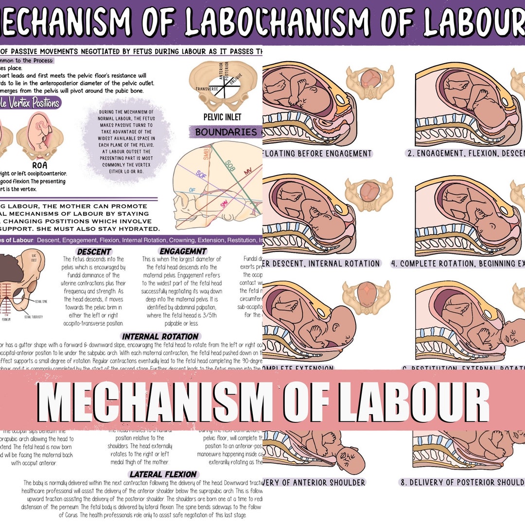 Mechanism of Labour - Etsy UK