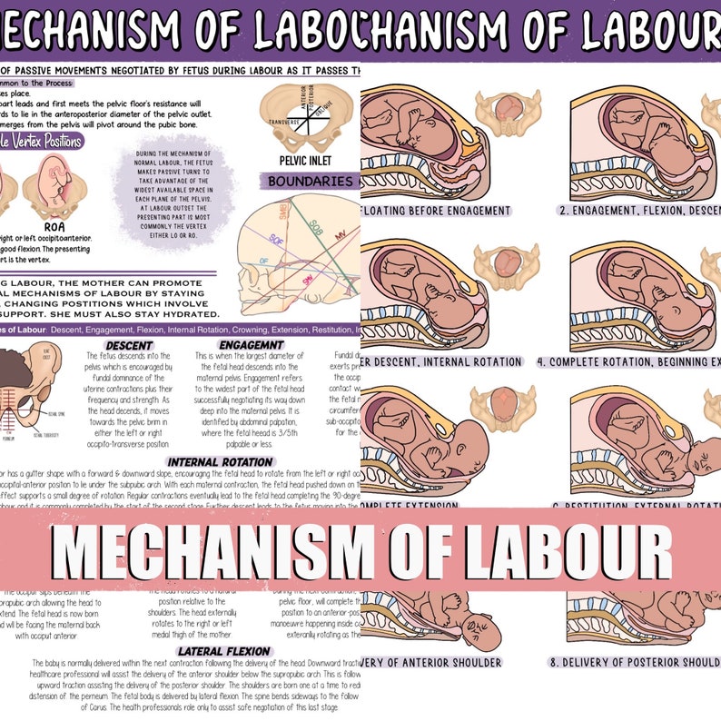 Mechanism of Labour - Etsy UK