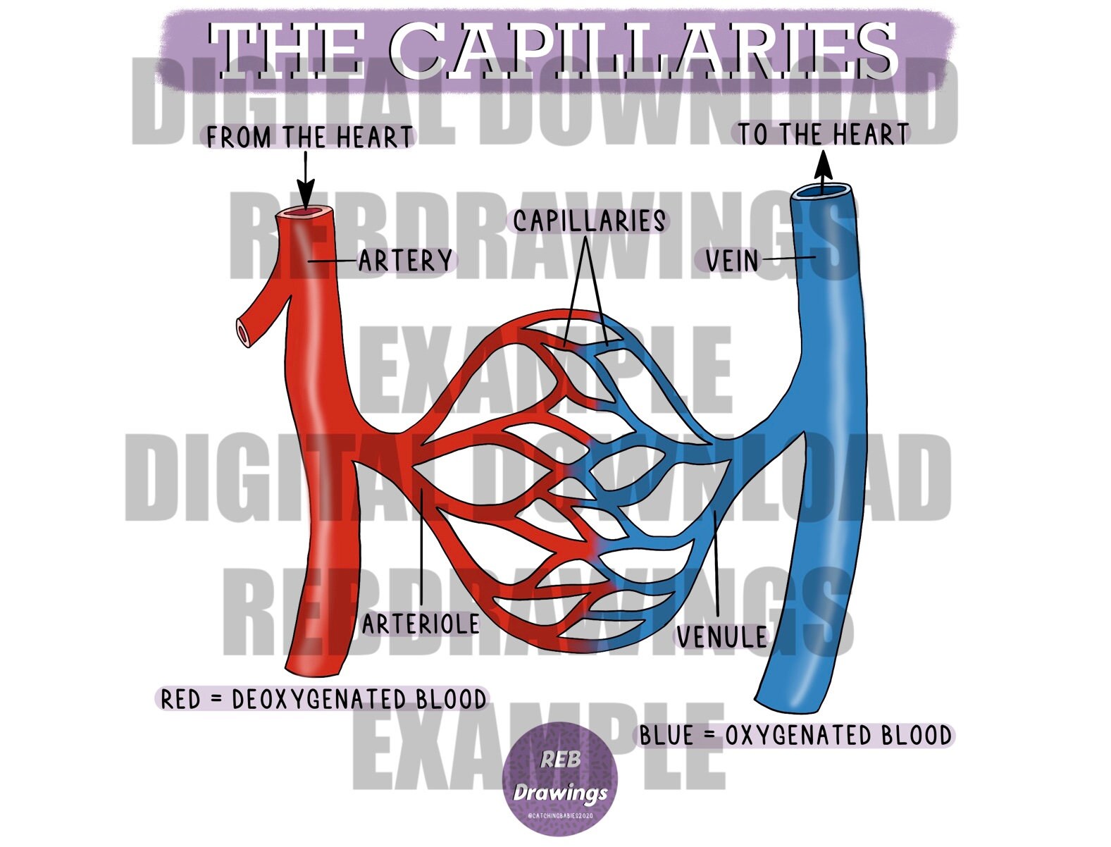 Blood and Circulation Drawings - Etsy UK