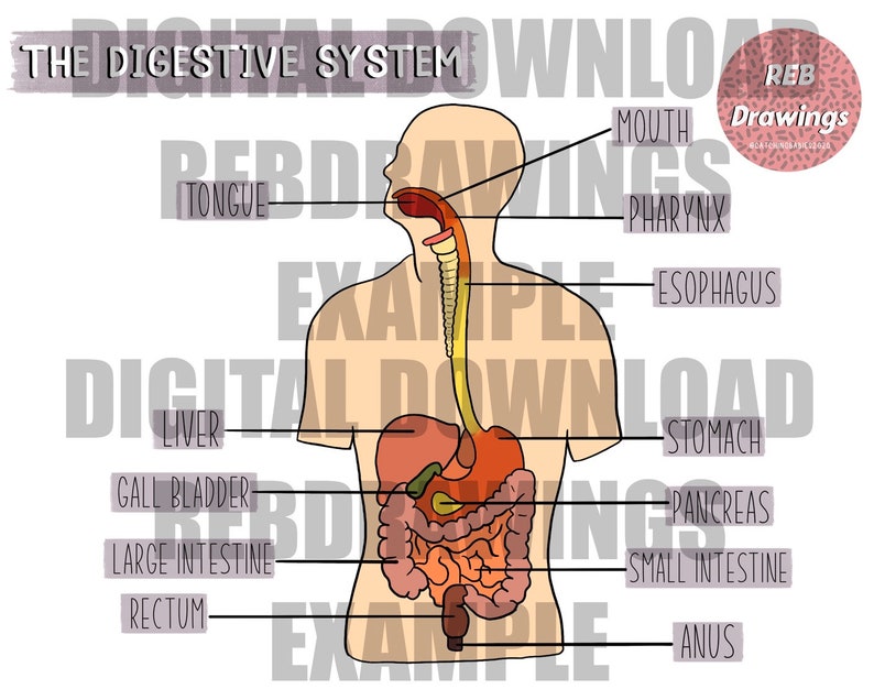 Digestive System Anatomy Drawings - Etsy