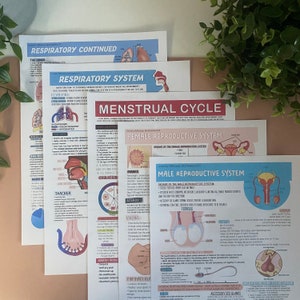 27 Anatomy and Physiology Revision Posters - Etsy