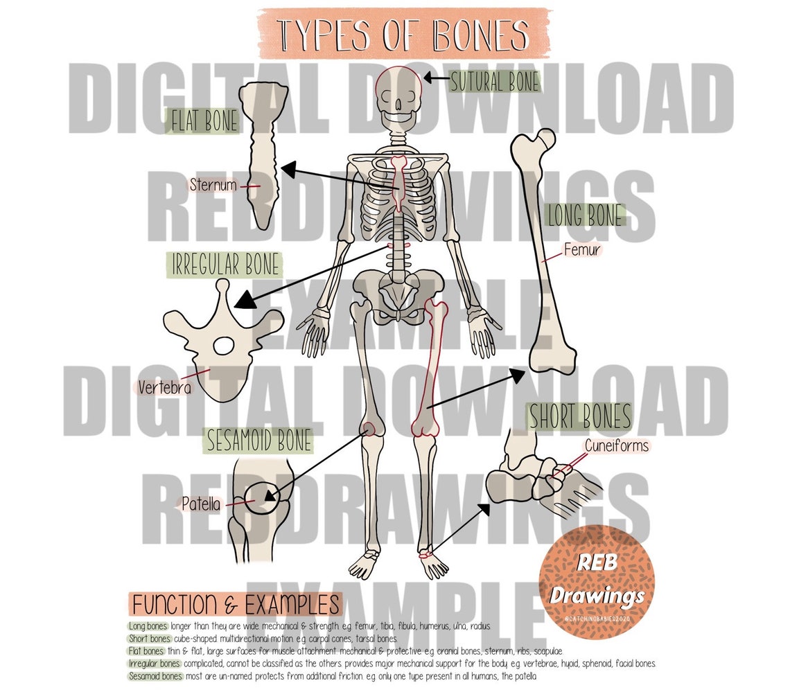 Musculoskeletal System Drawings - Etsy