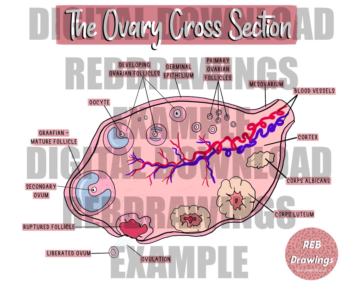 The Ovary & Ovulation Drawings - Etsy