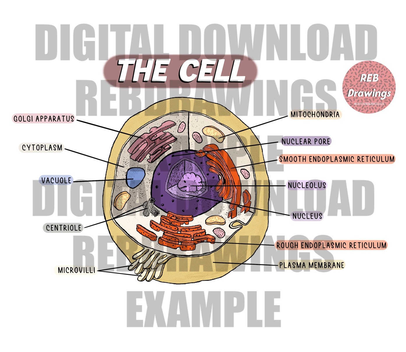The Cell Anatomy Drawings - Etsy