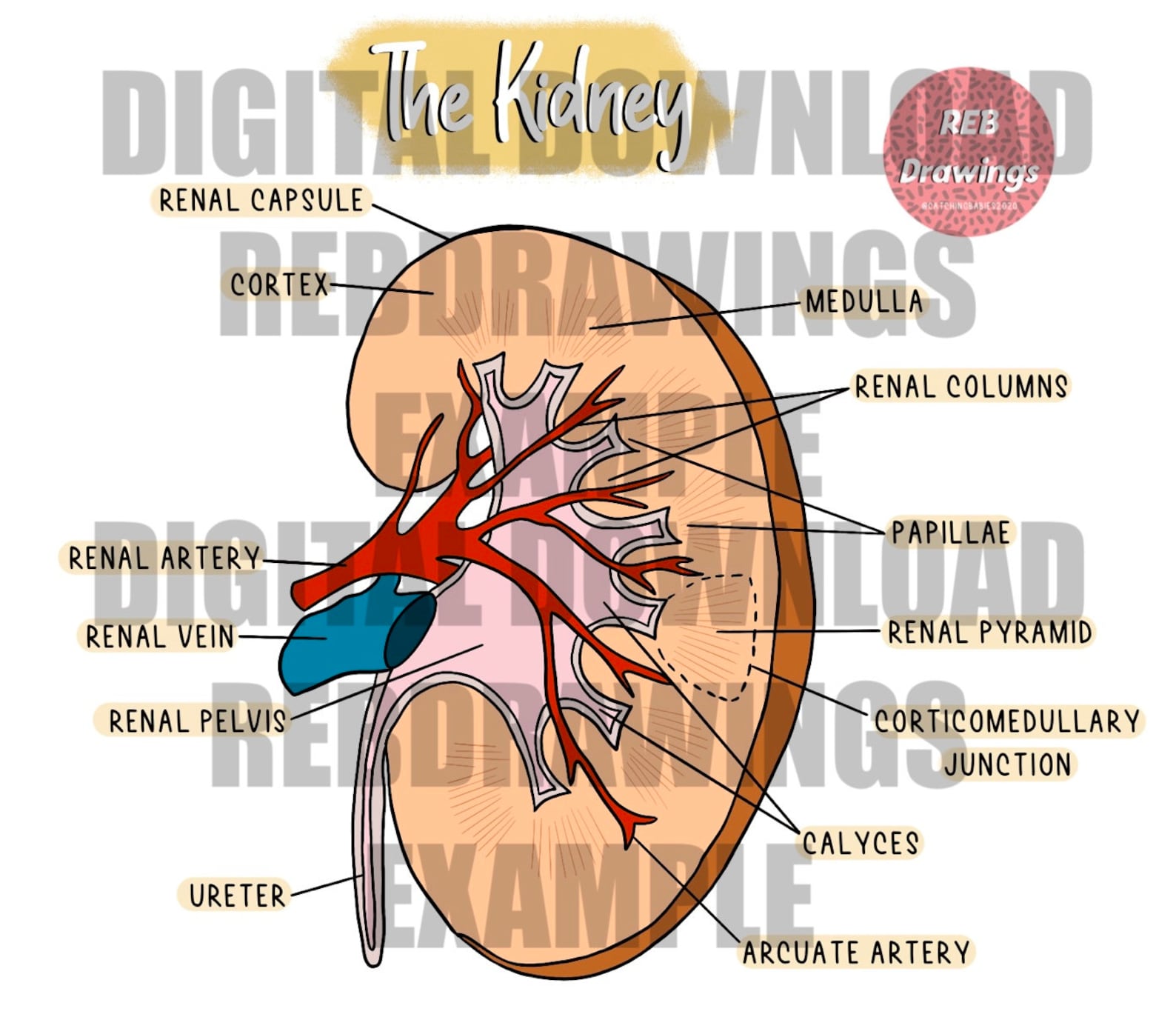 The Renal System Anatomy Drawings - Etsy