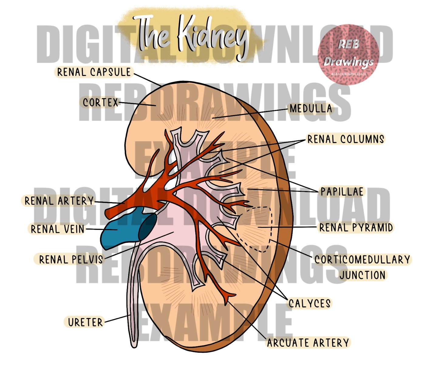 The Renal System Anatomy Drawings - Etsy UK